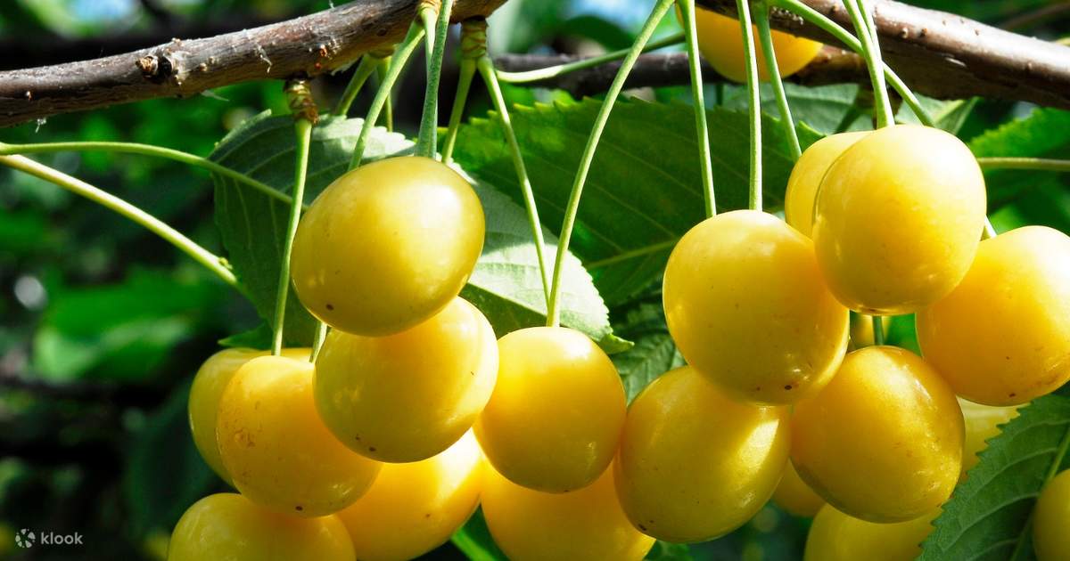 Cherry Picking Experience in Furano Hokkaido - Klook